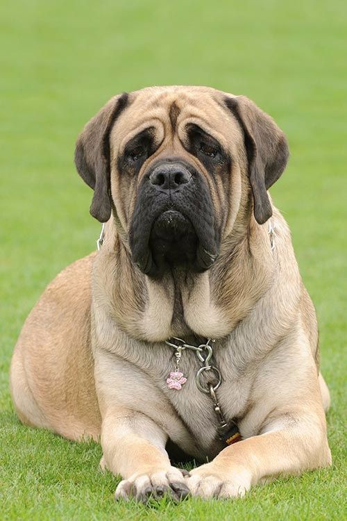 5 Jenis Anjing Paling Mahal di Dunia, Ada yang Kamu Suka? - Teak Furn ...